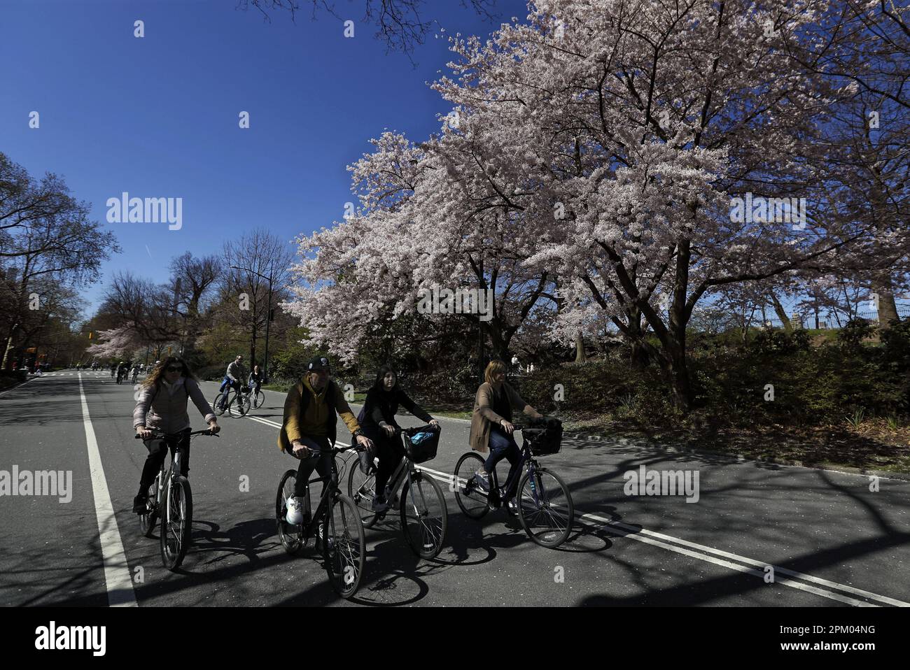 New York, United States. 10th Apr, 2023. People ride bicycles under the ...