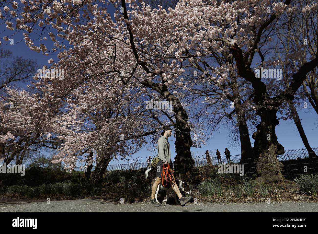 New York, United States. 10th Apr, 2023. A man walks his dog under the ...