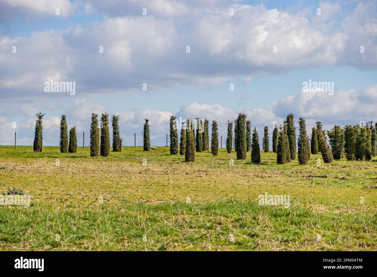 Dutch meadow with growing cypress trees against blue sky covered with ...