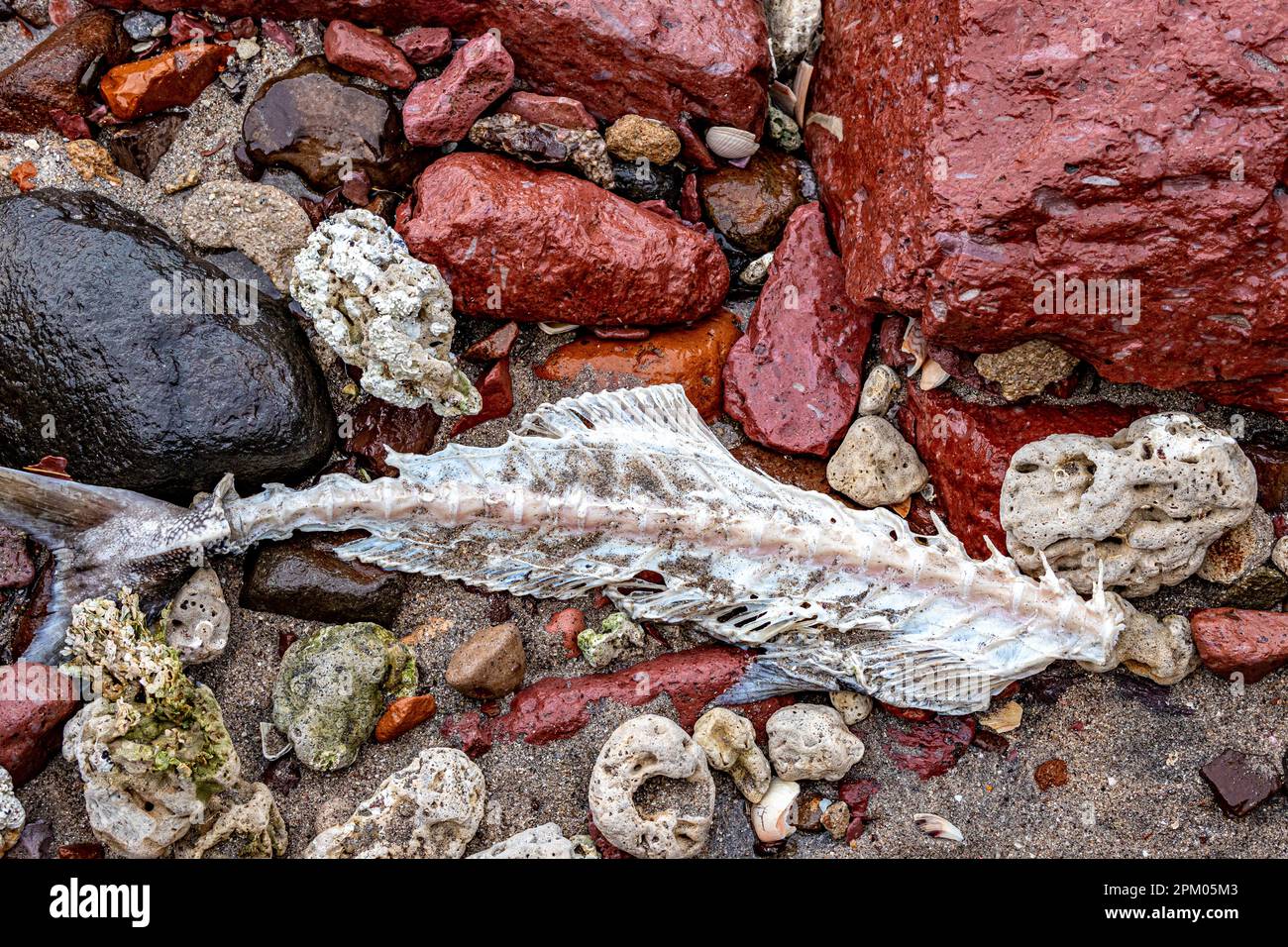 Close-up of a skeleton of a fish with its scales, spines and headless ...