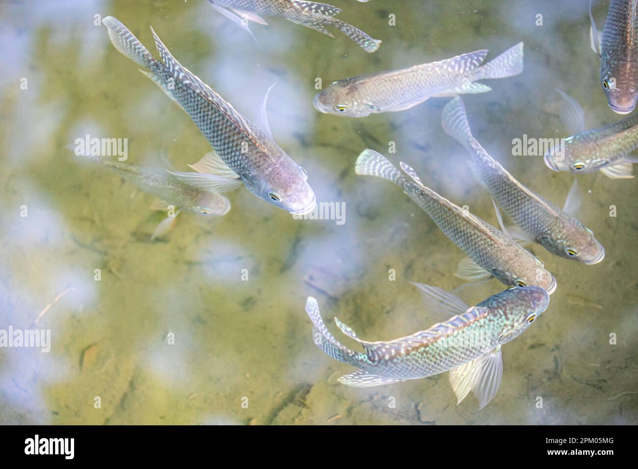 Small fish swimming in a pond with clear water and seeing each other ...