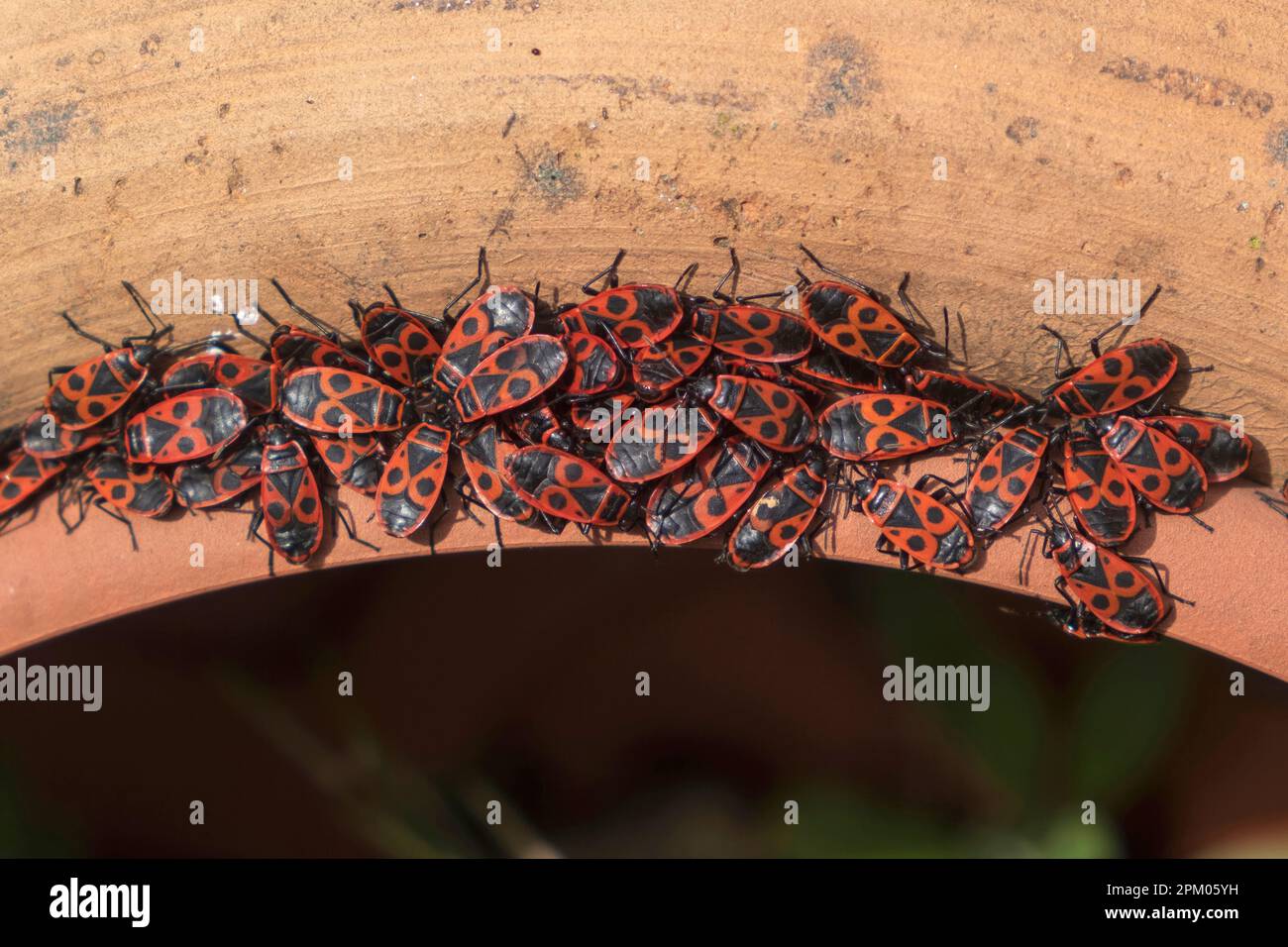 Group of fire bugs (Pyrrhocoridae) on a pot in a garden Stock Photo - Alamy