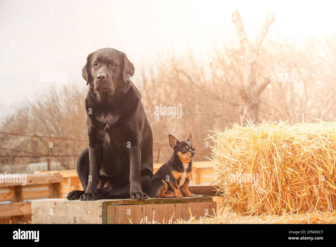 Two dogs are sitting on a background of straw. Black labrador retriever ...