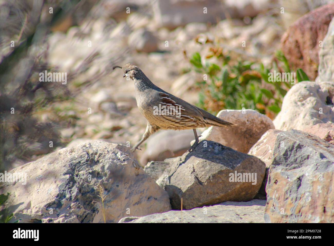 A small Gambel's quail bird on rocks at Franklin Mountains State Park ...