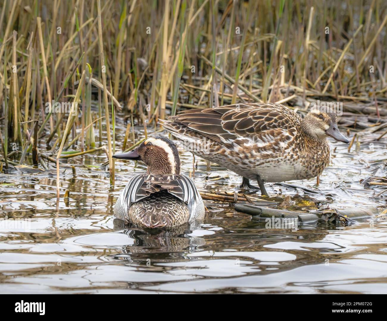 Teifi marshes family hi-res stock photography and images - Alamy