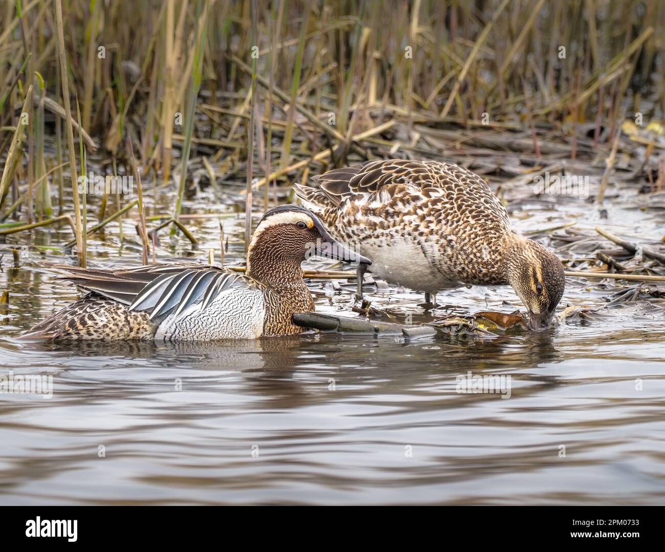 Male and female Garganey ducks feeding, Teifi Marshes, Cardigan, Wales ...