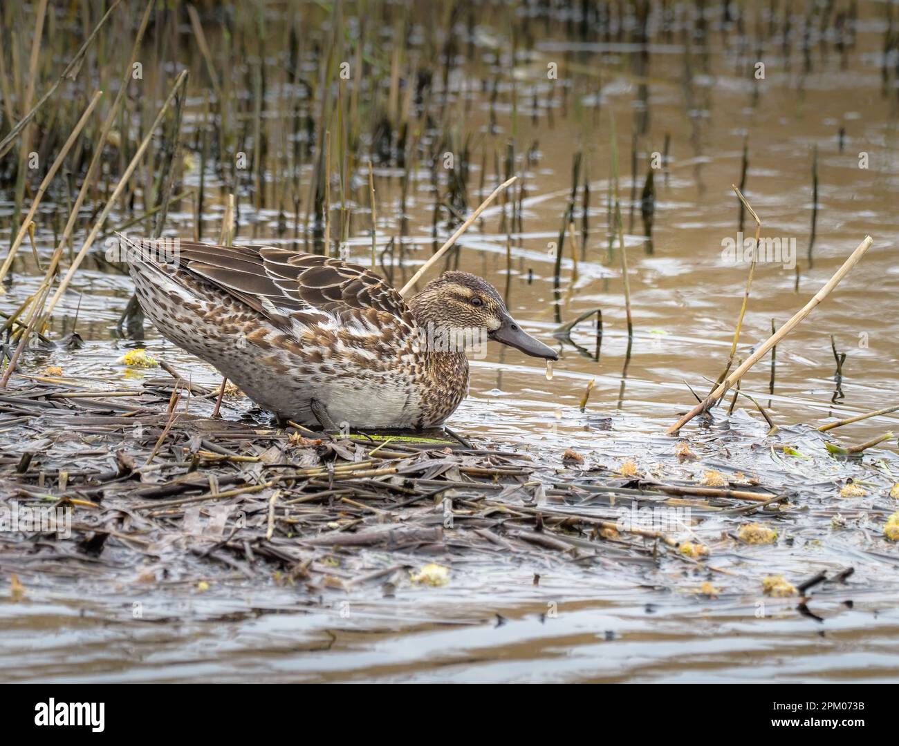 Male and female Garganey ducks feeding, Teifi Marshes, Cardigan, Wales ...