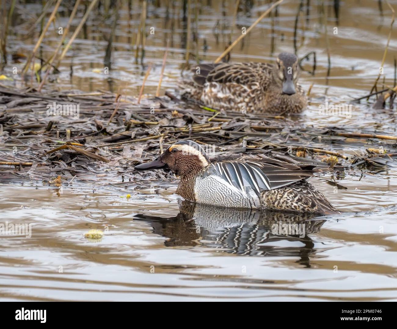 Male and female Garganey ducks feeding, Teifi Marshes, Cardigan, Wales ...