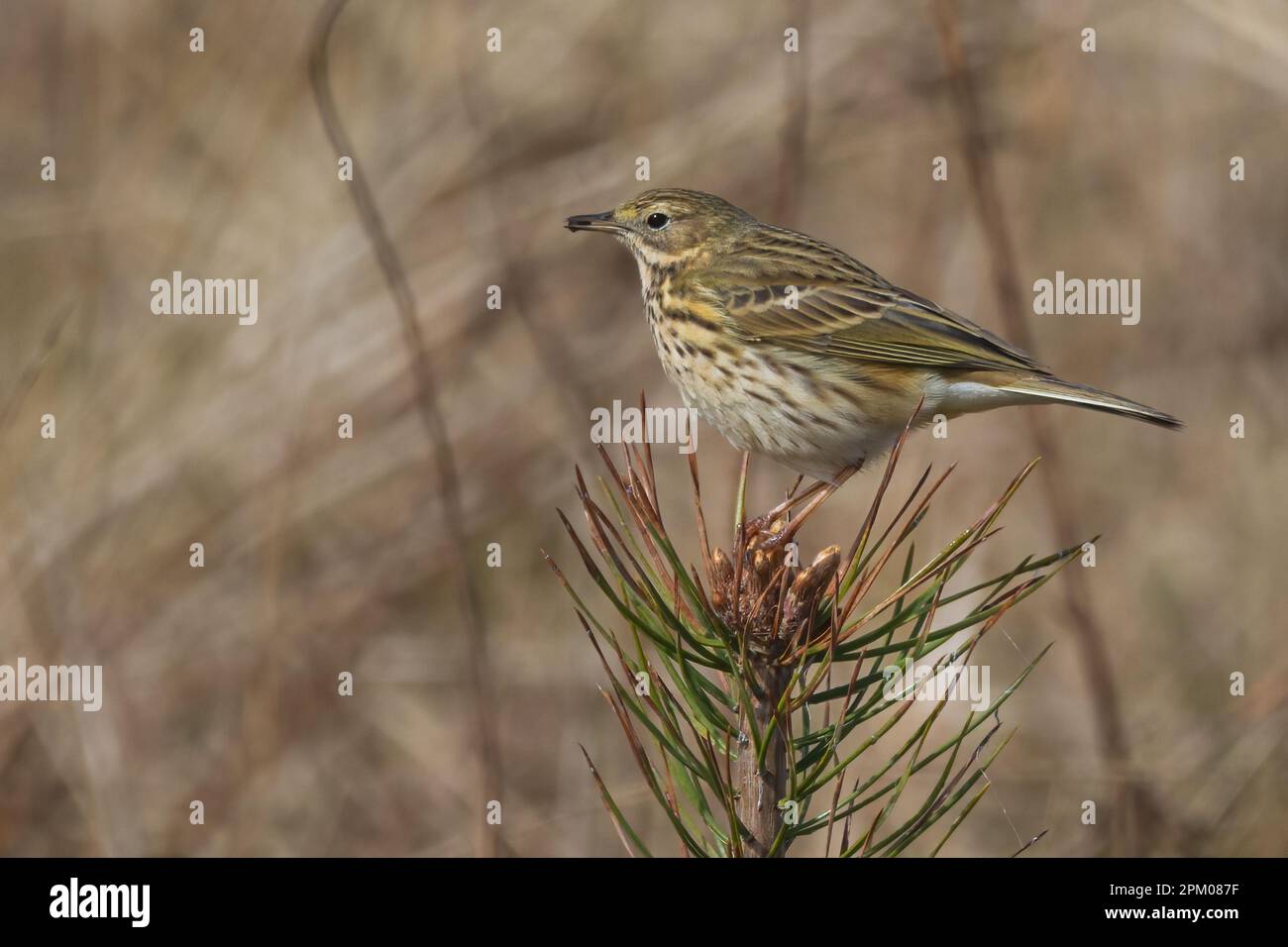 Meadow pipit (Anthus pratensis) at Tentsmuir Forest in Fife, Scotland ...