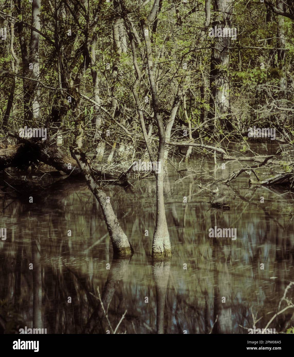 2 trees in Punta Alberete (Ravenna, Italy Stock Photo - Alamy