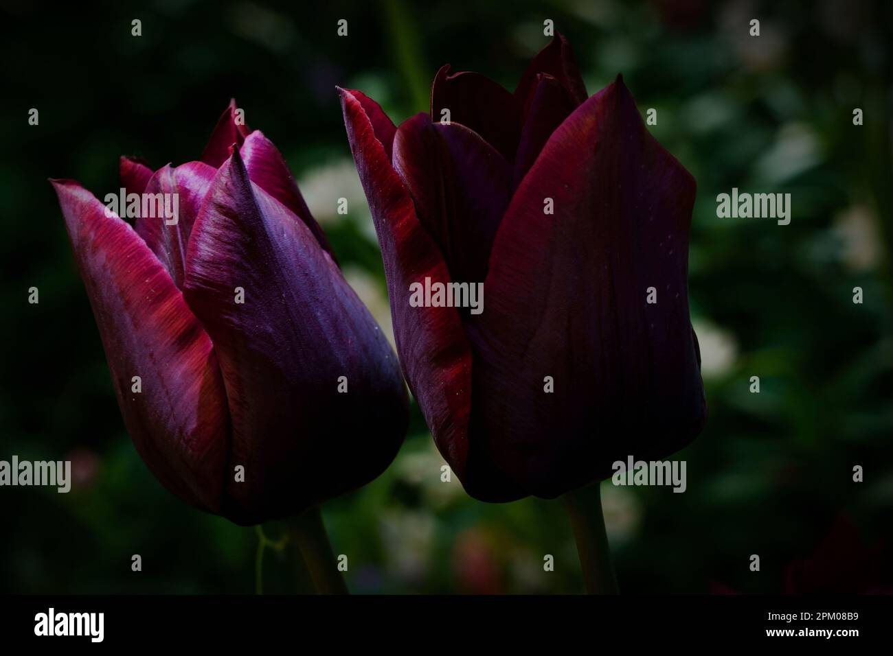 Two red tulips with a dark background Stock Photo - Alamy