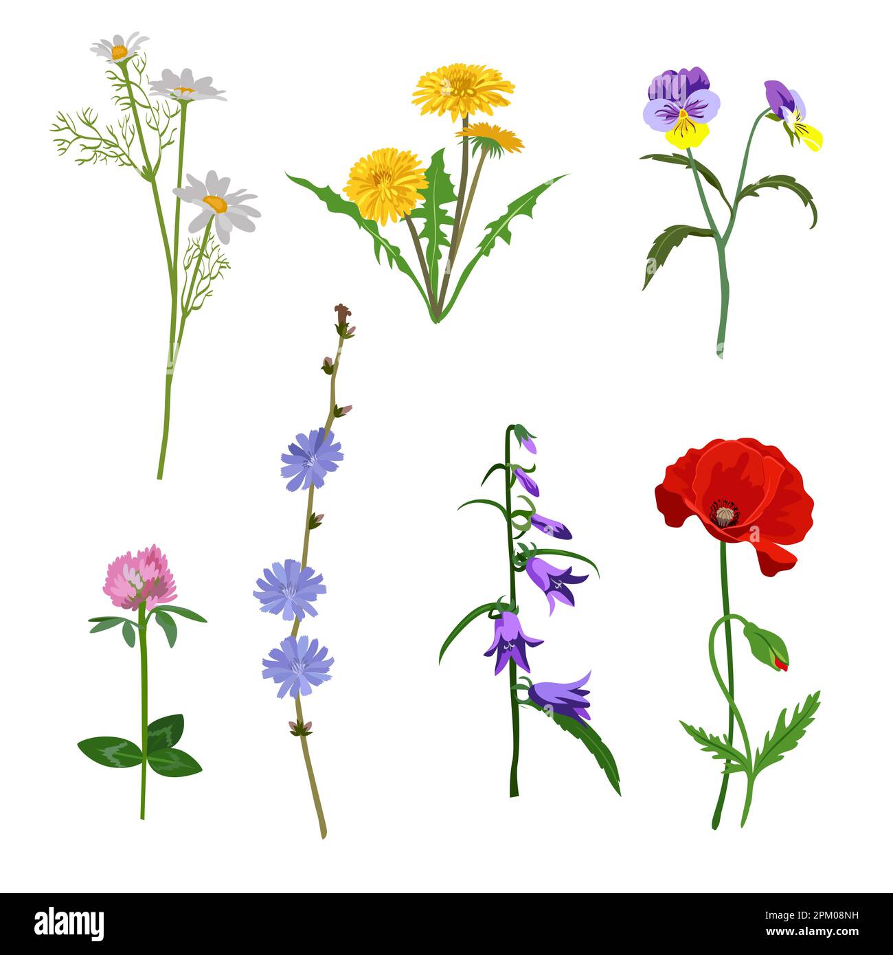 Field flowers vector illustrations set Stock Vector Image & Art - Alamy