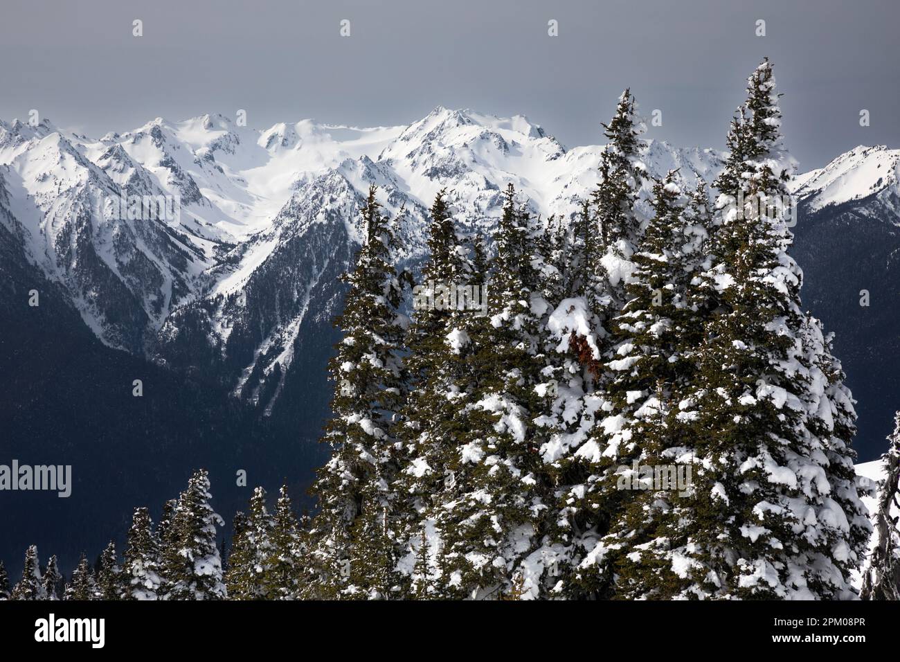 WA23300-00...WASHINGTON - Snow covered summits and glaicers of the ...