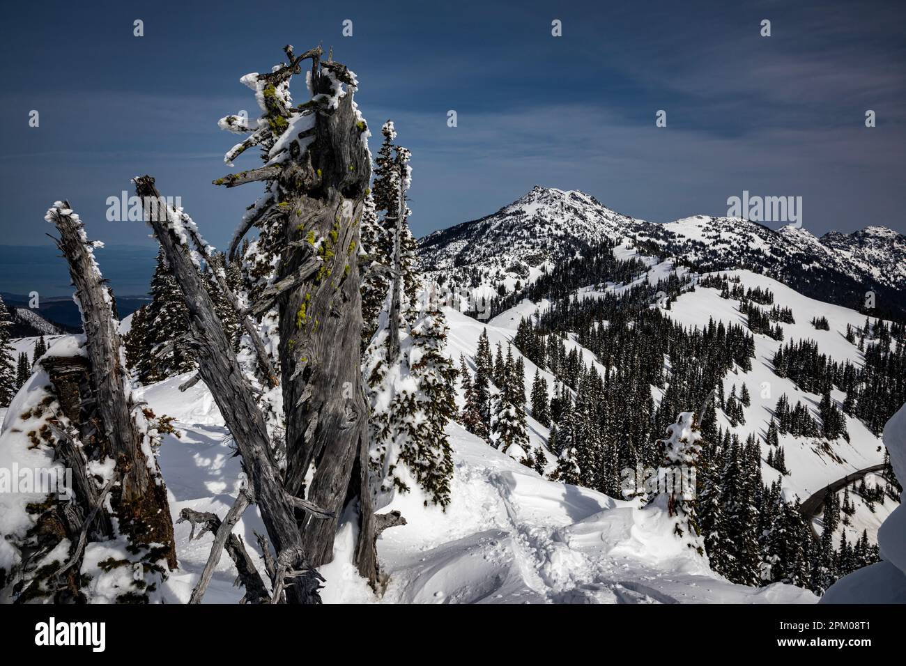 WA23307-00...WASHINGTON - Old snags on Hurricane Ridge with Sunrise ...