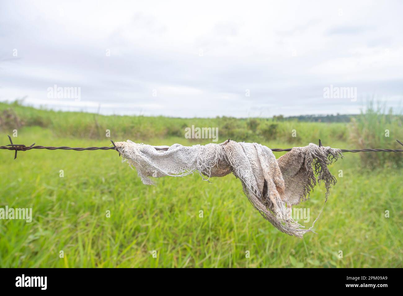 Old cloth stuck in a fence with vegetation in the background on a ...