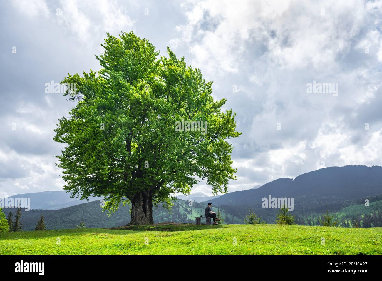 Large old beech tree with lush green leaves in Carpathian mountains in ...