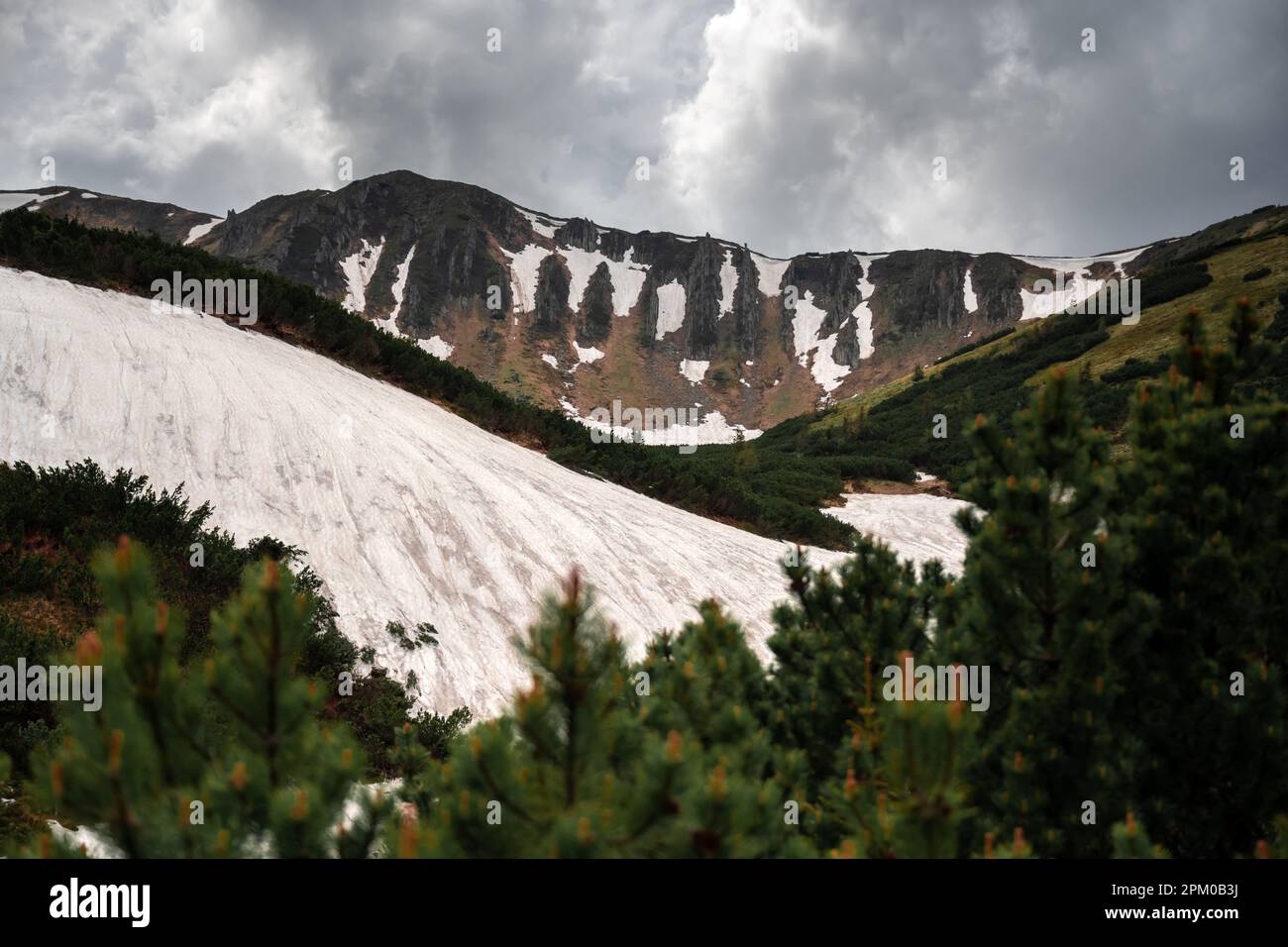 The famous Shpici rocks in Ukrainian Carpathians. Green pines, snowy ...
