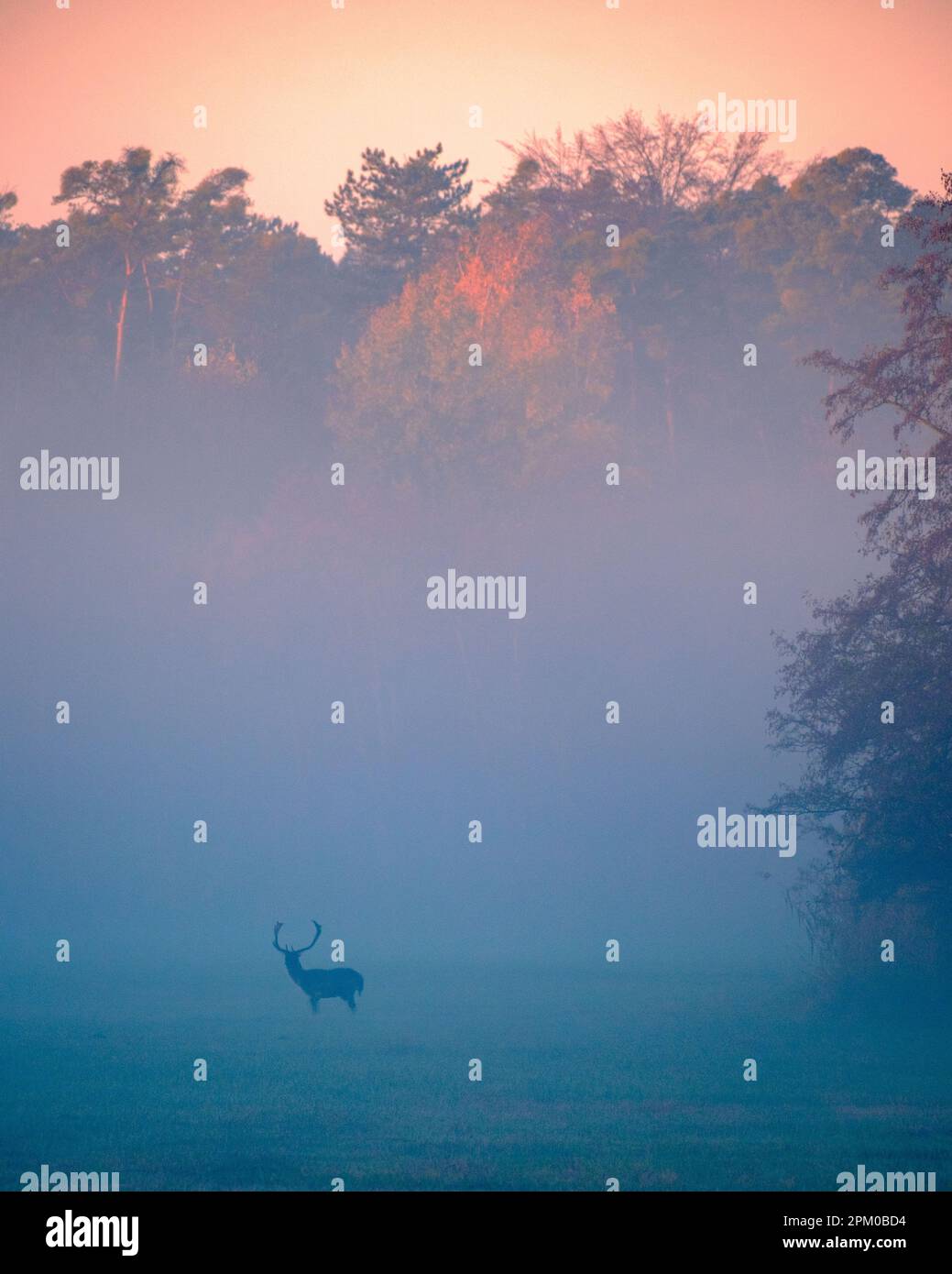 A single stag silhouette on a foggy morning with a colourful sunrise ...