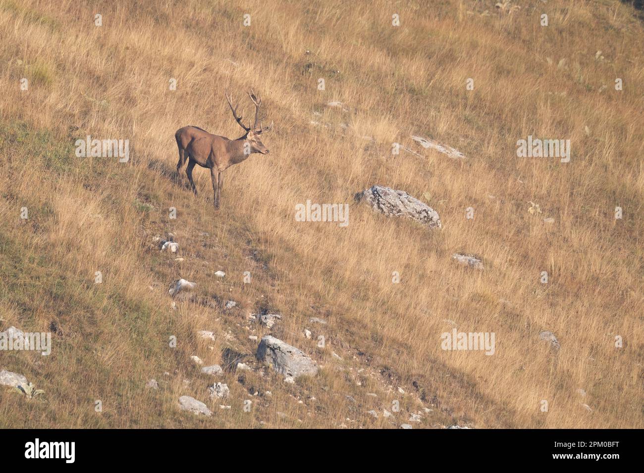 The male red deer (Cervus elaphus) stag or hart Stock Photo - Alamy