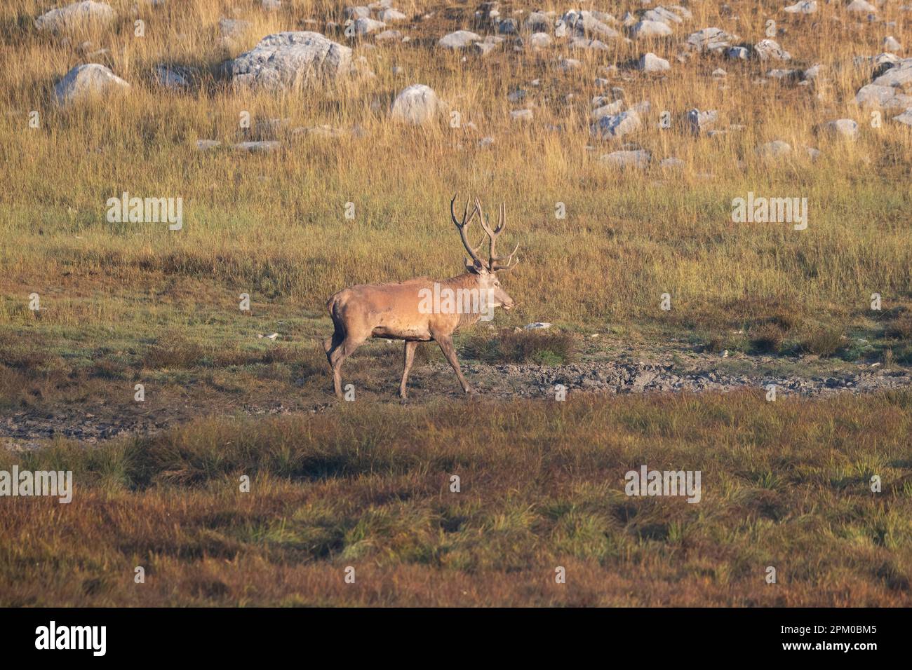 The male red deer (Cervus elaphus) stag or hart Stock Photo - Alamy