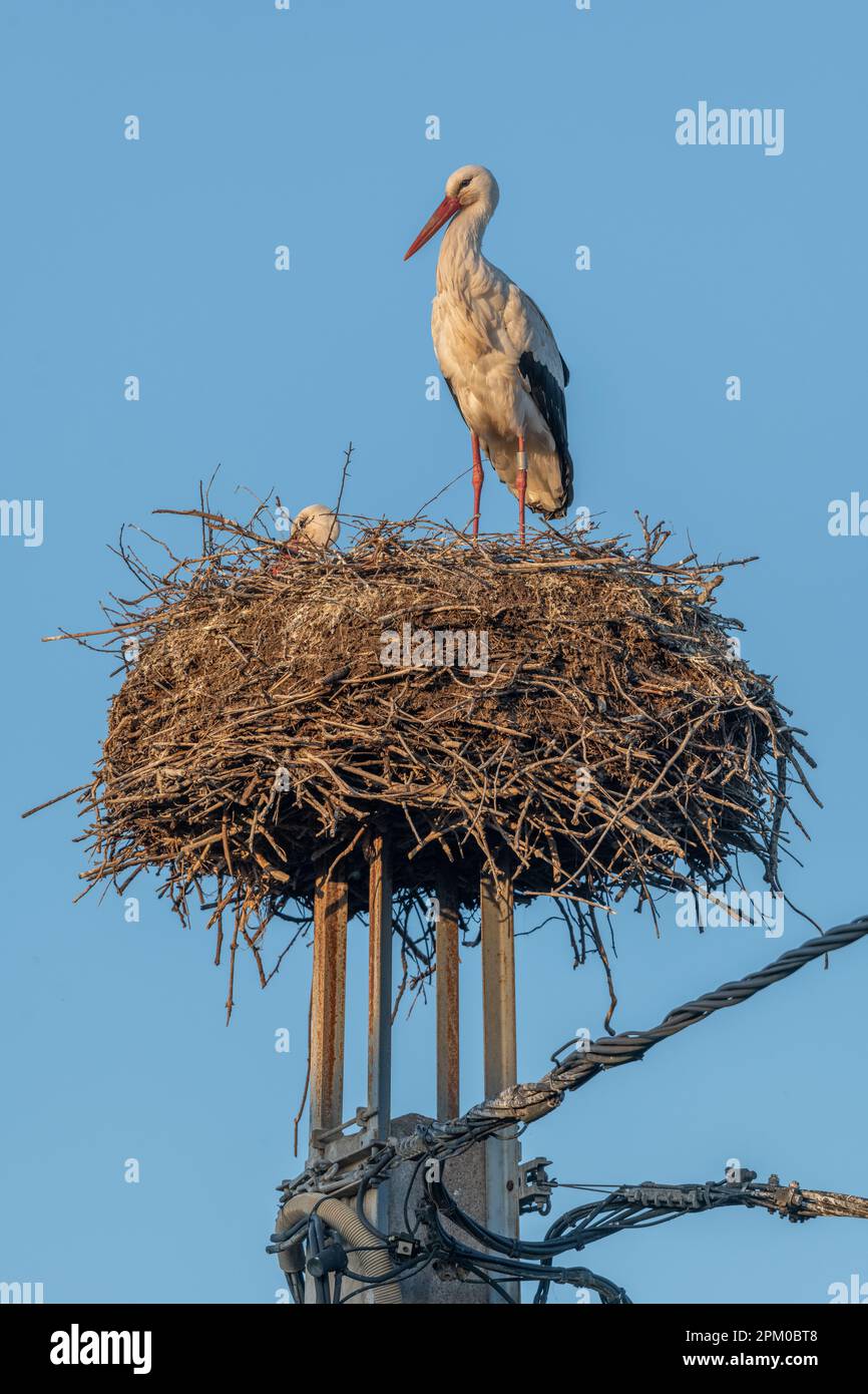 Stork's nest on an electric pole in a village in spring. Alsace, France ...