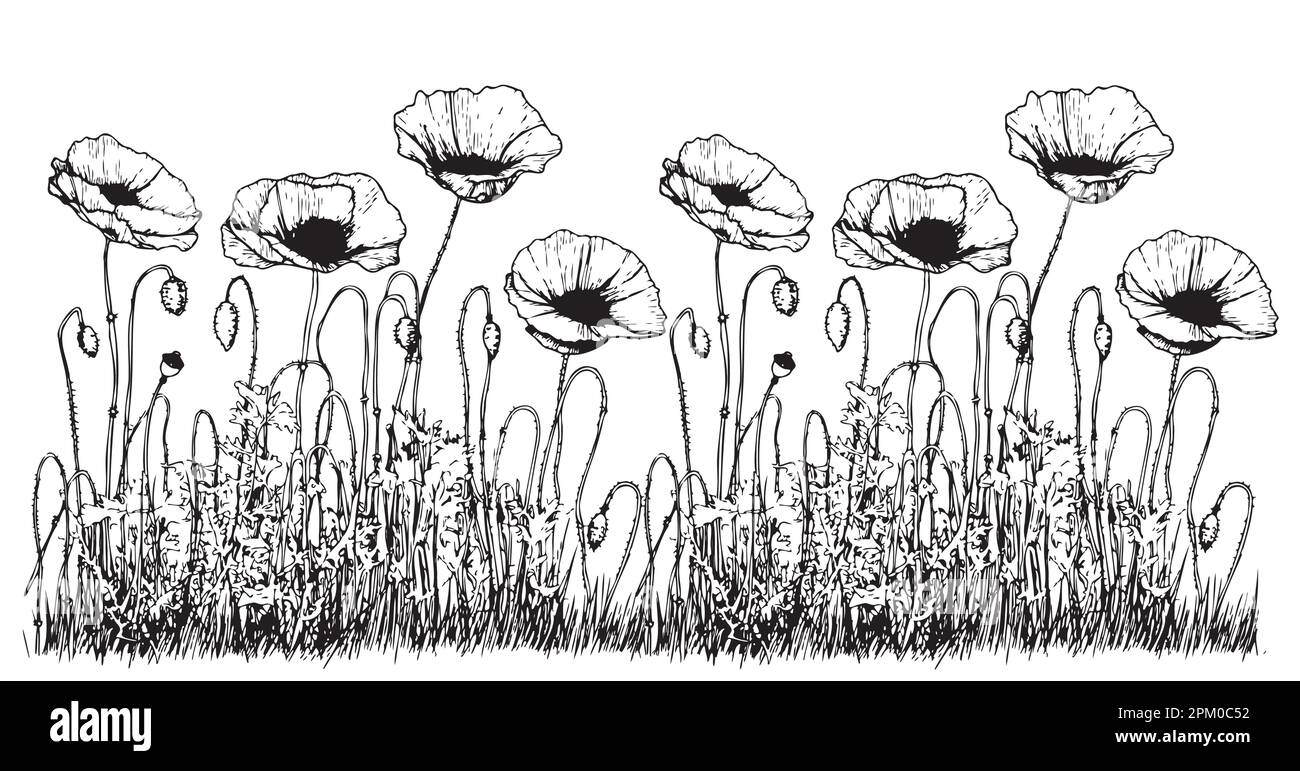 Poppy flowers sketch hand drawn in doodle style illustration Stock ...