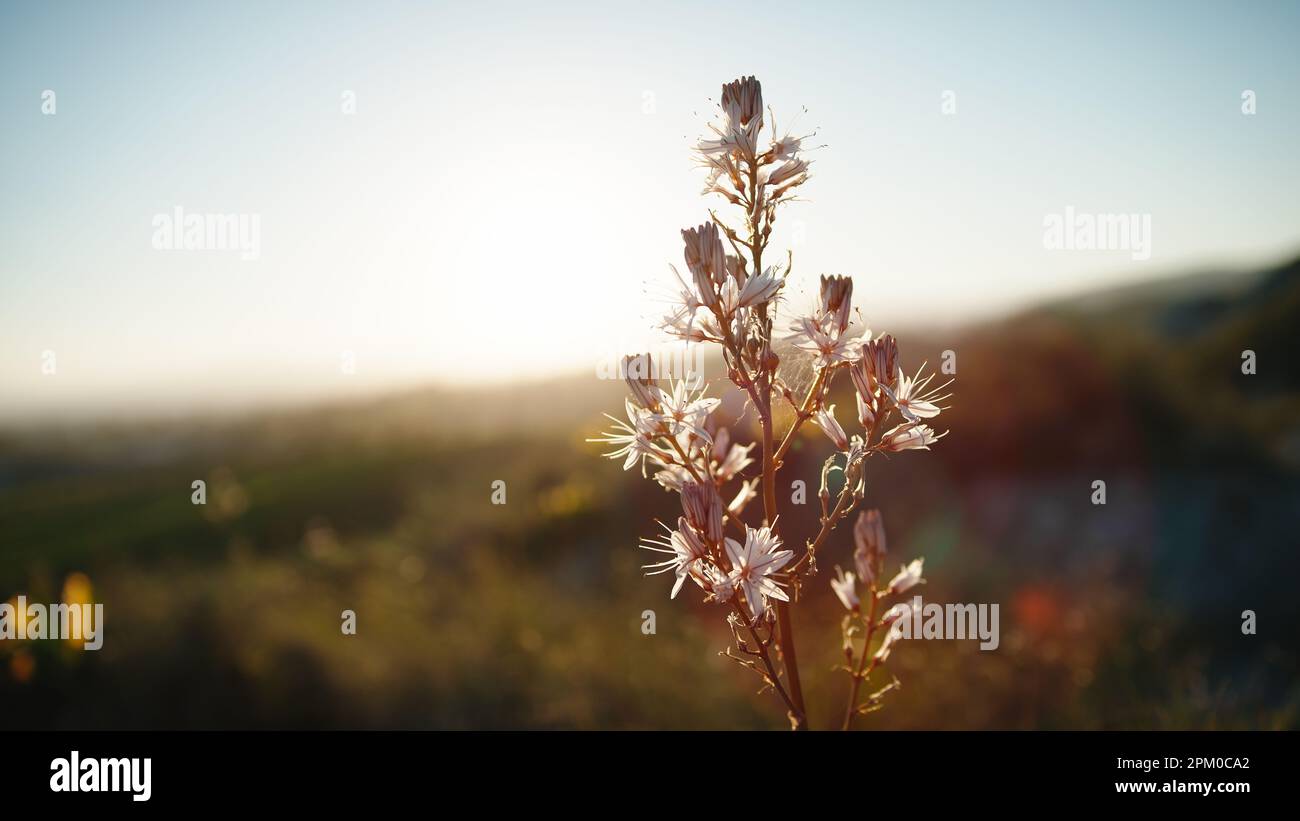 Country Flower at sunset light Stock Photo - Alamy