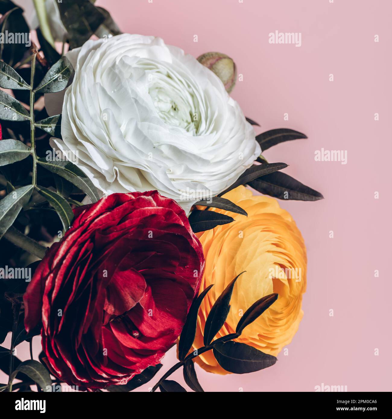 Floral arrangments of tender ranunculus flowers Stock Photo - Alamy