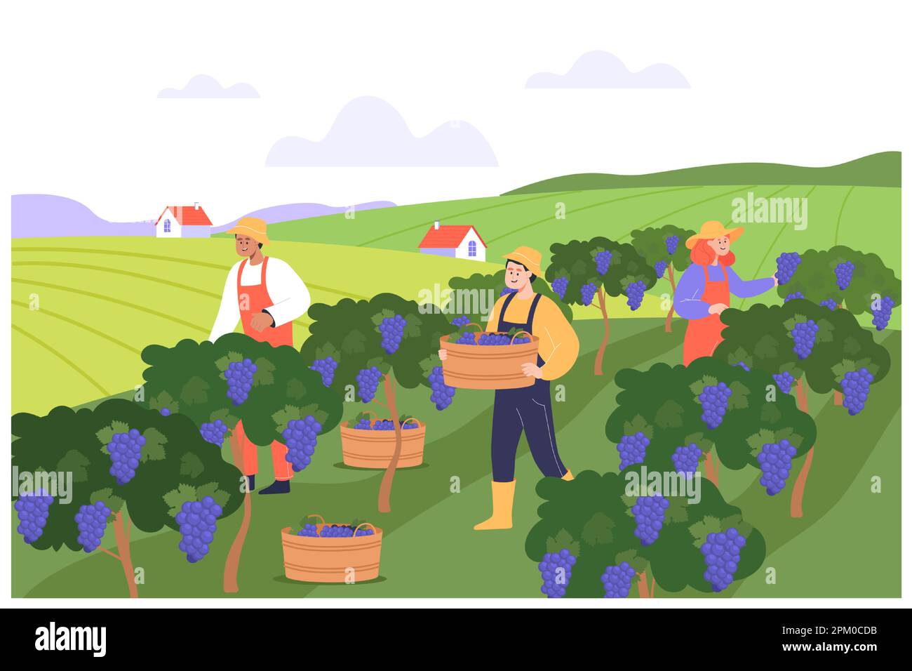 Farmers picking wine grapes flat vector illustration Stock Vector Image & Art - Alamy