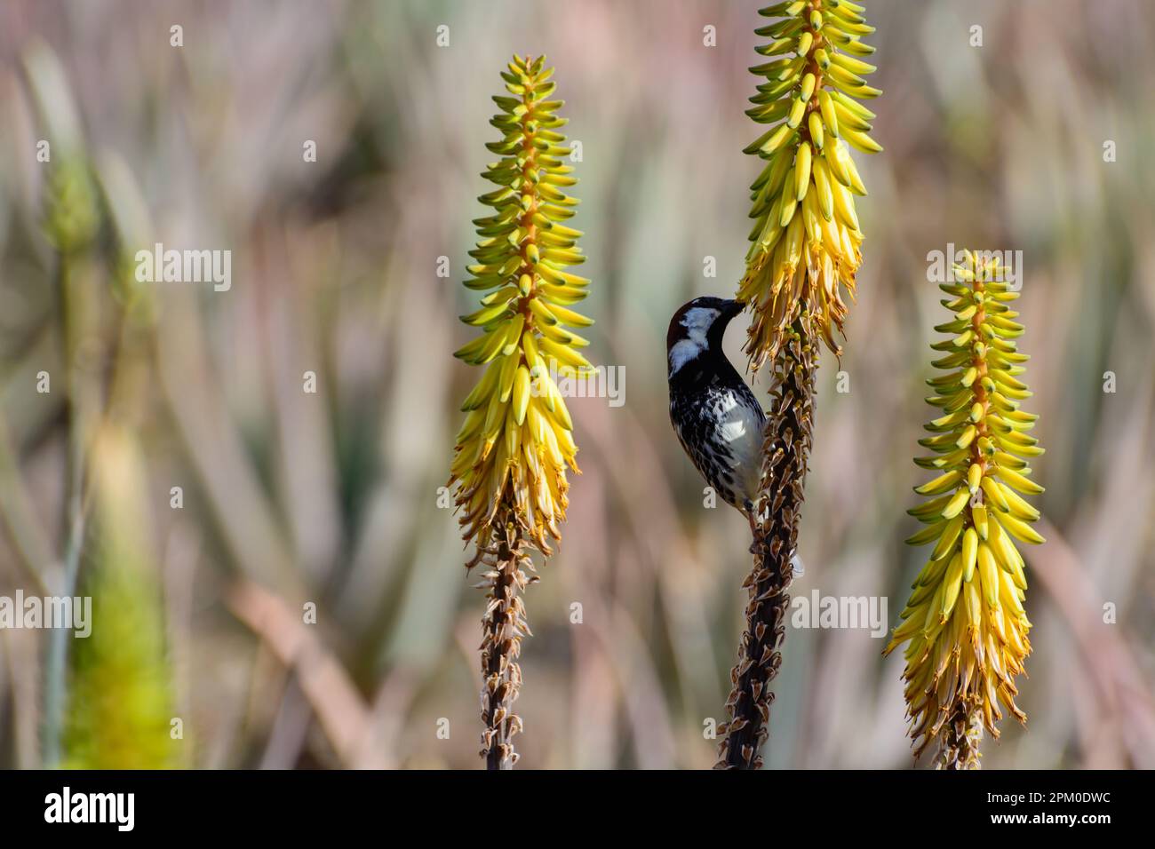 Canary bird sits on yellow aloe flowers, aloe vera plantation ...