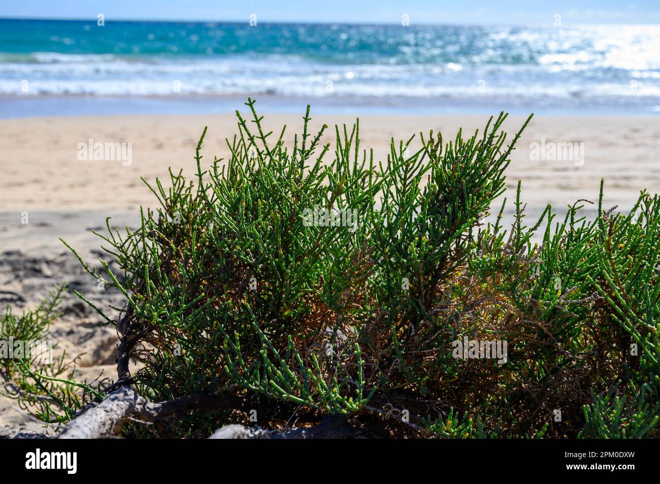 Salicornia edible plants growing in salt marshes, beaches, named also ...