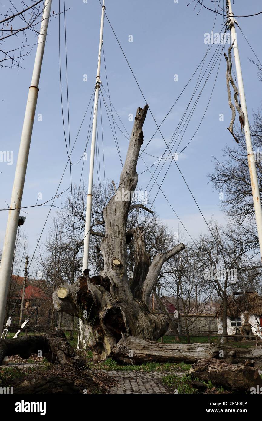 General view of the Zaporizhzhia's oak on the territory of the ...