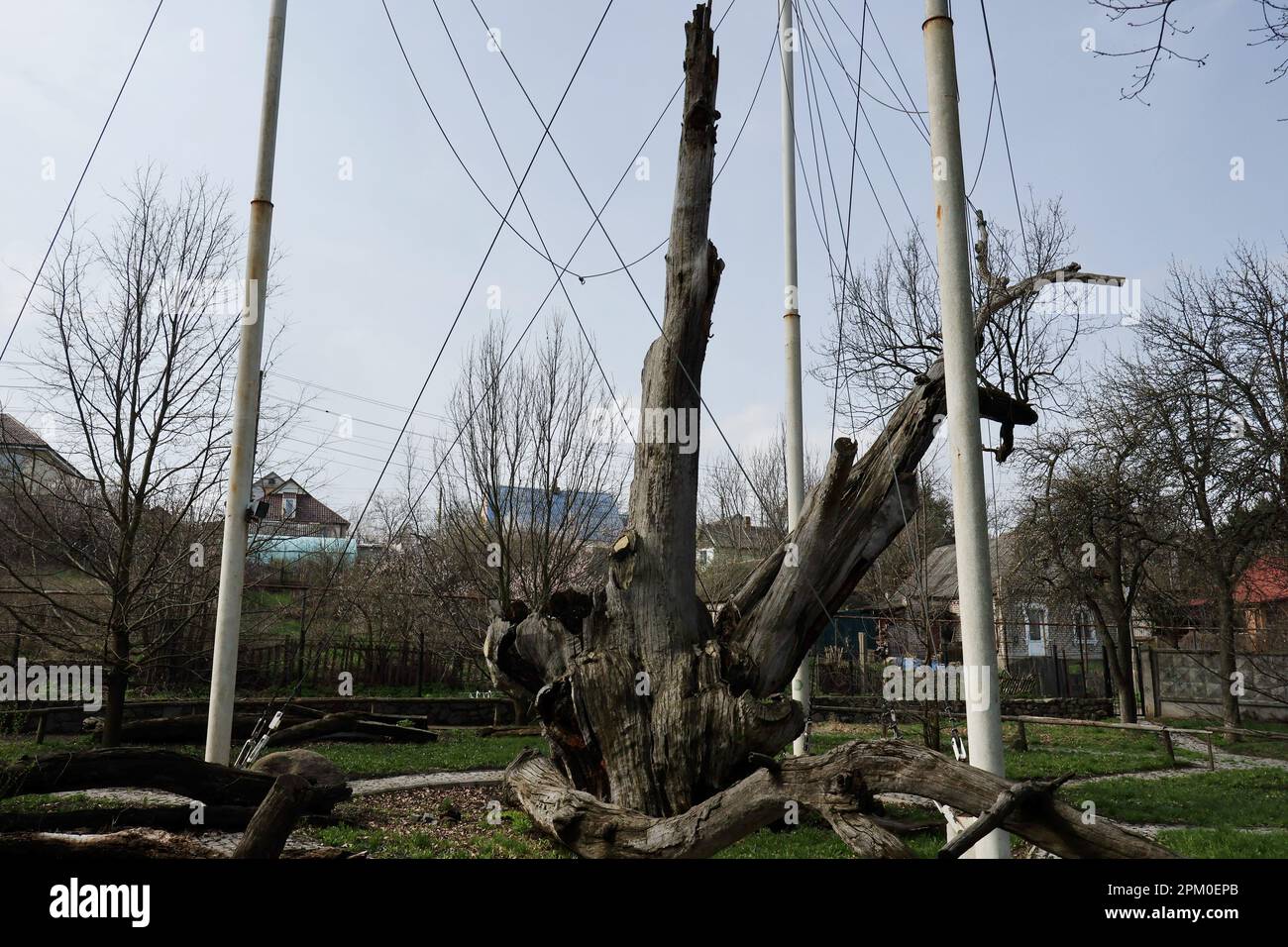 General view of the Zaporizhzhia's oak on the territory of the ...