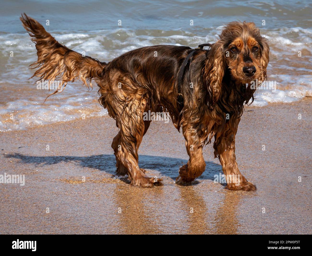 wet young cocker spaniel on the beach after swimming in the sea Stock ...