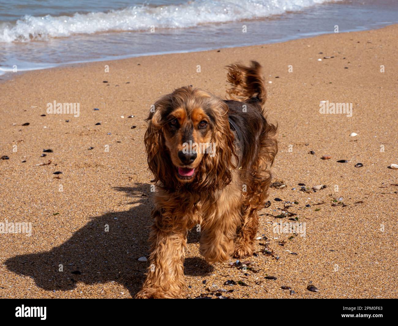 young cocker spaniel on the beach facing the camera Stock Photo - Alamy
