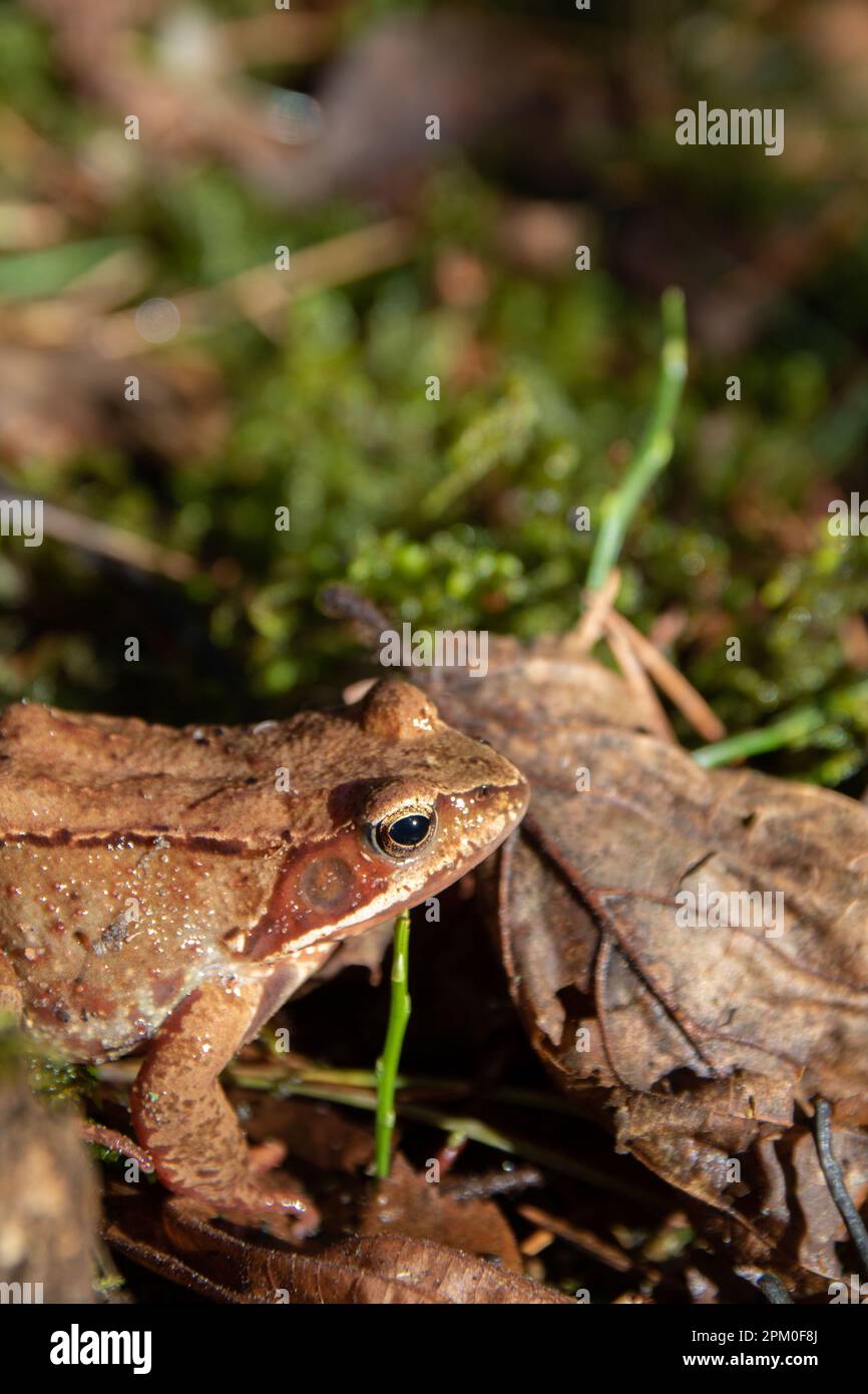 Toad eye close up hi-res stock photography and images - Alamy