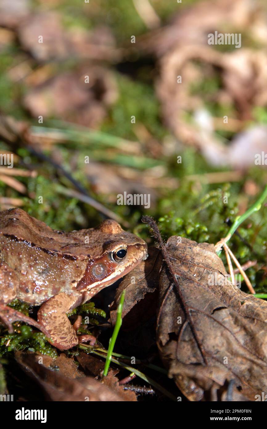 photo of a small toad in the grass in the woods Stock Photo - Alamy