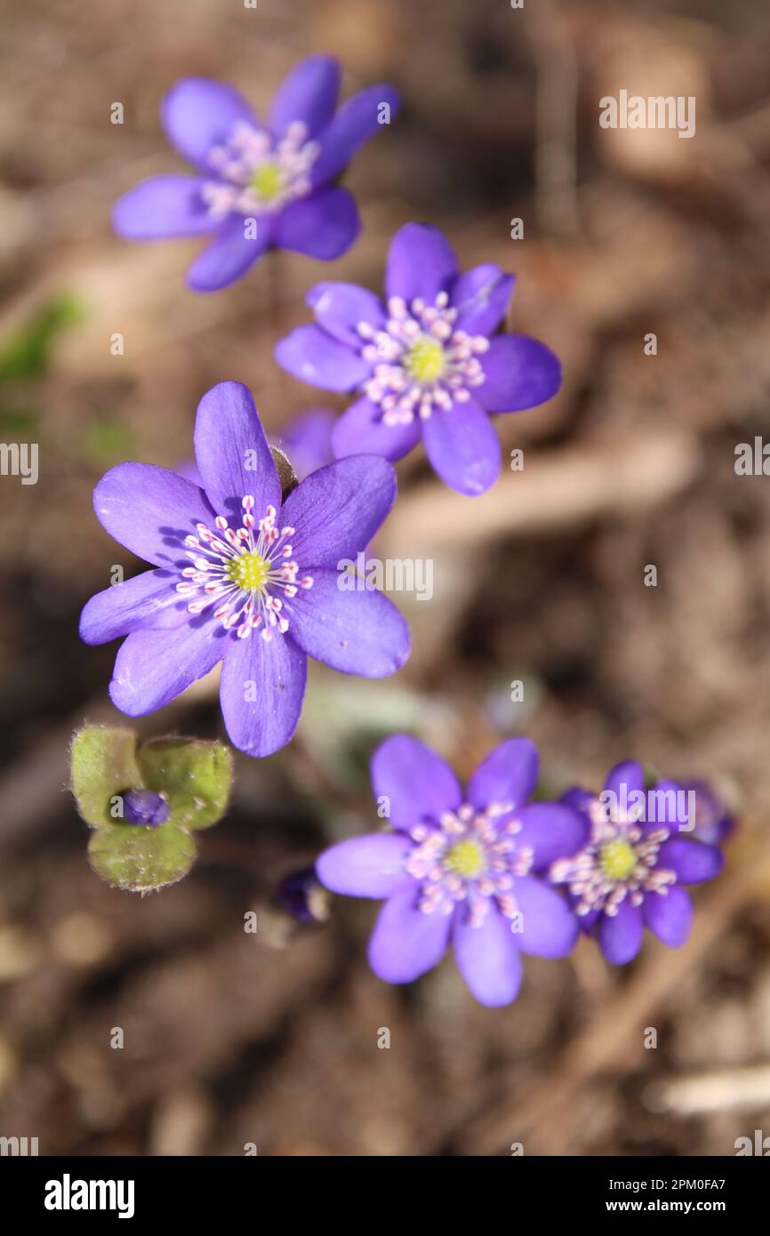 photo of the first flowers growing in the forest from above Stock Photo ...