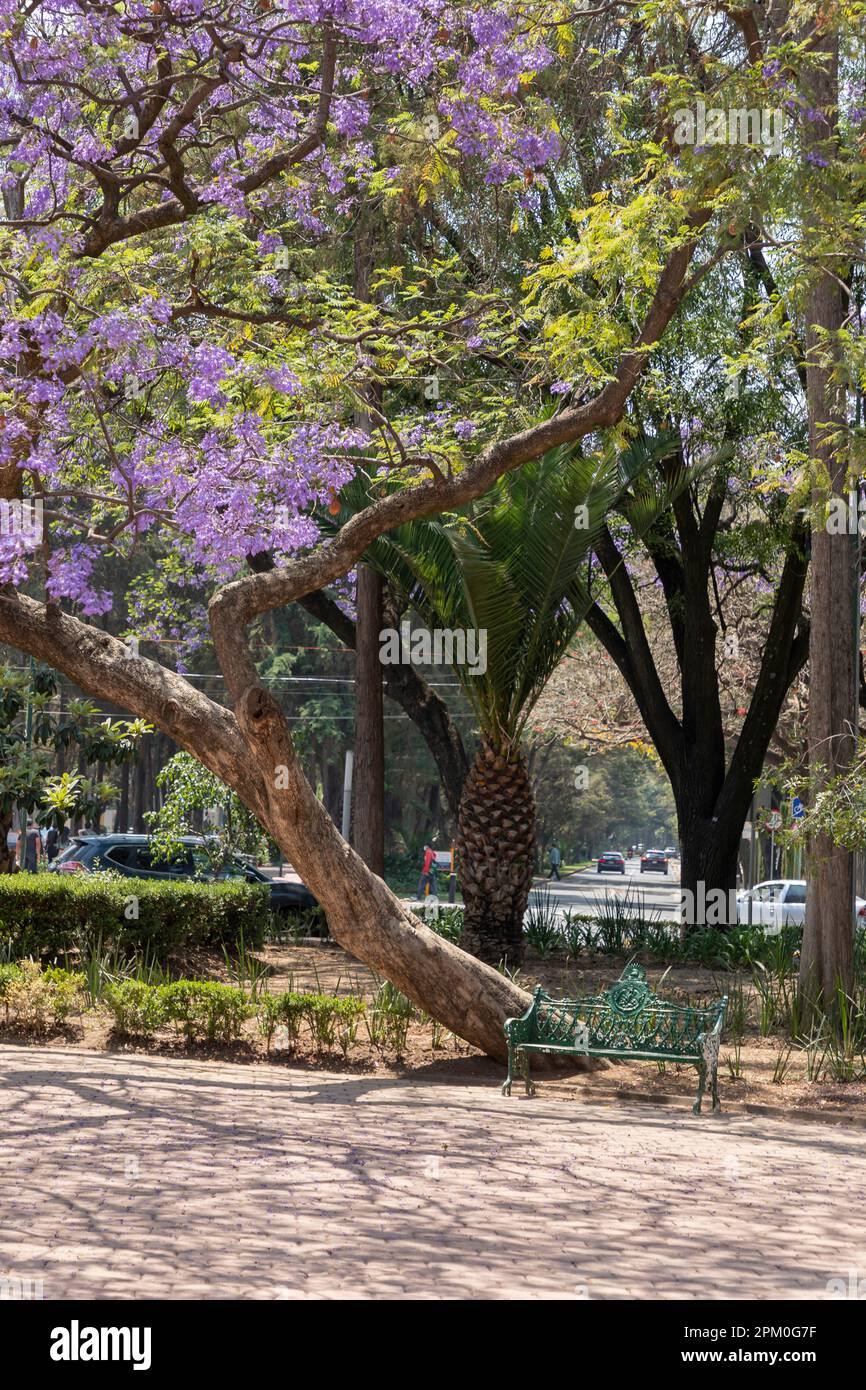 Vertical photo of a bench in the park with a jacaranda tree on the side ...