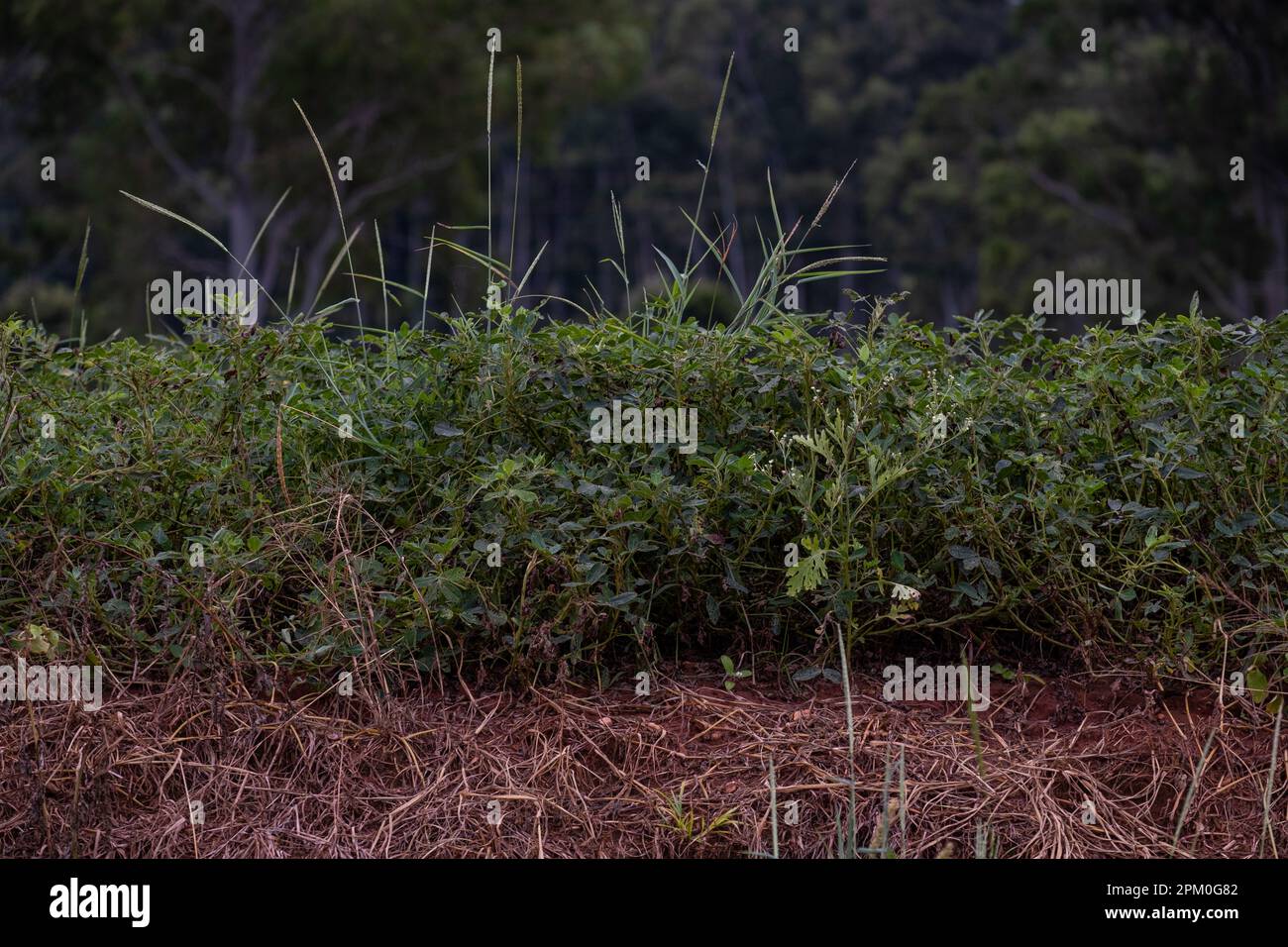 Peanut field plantation fields peanuts hi-res stock photography and ...