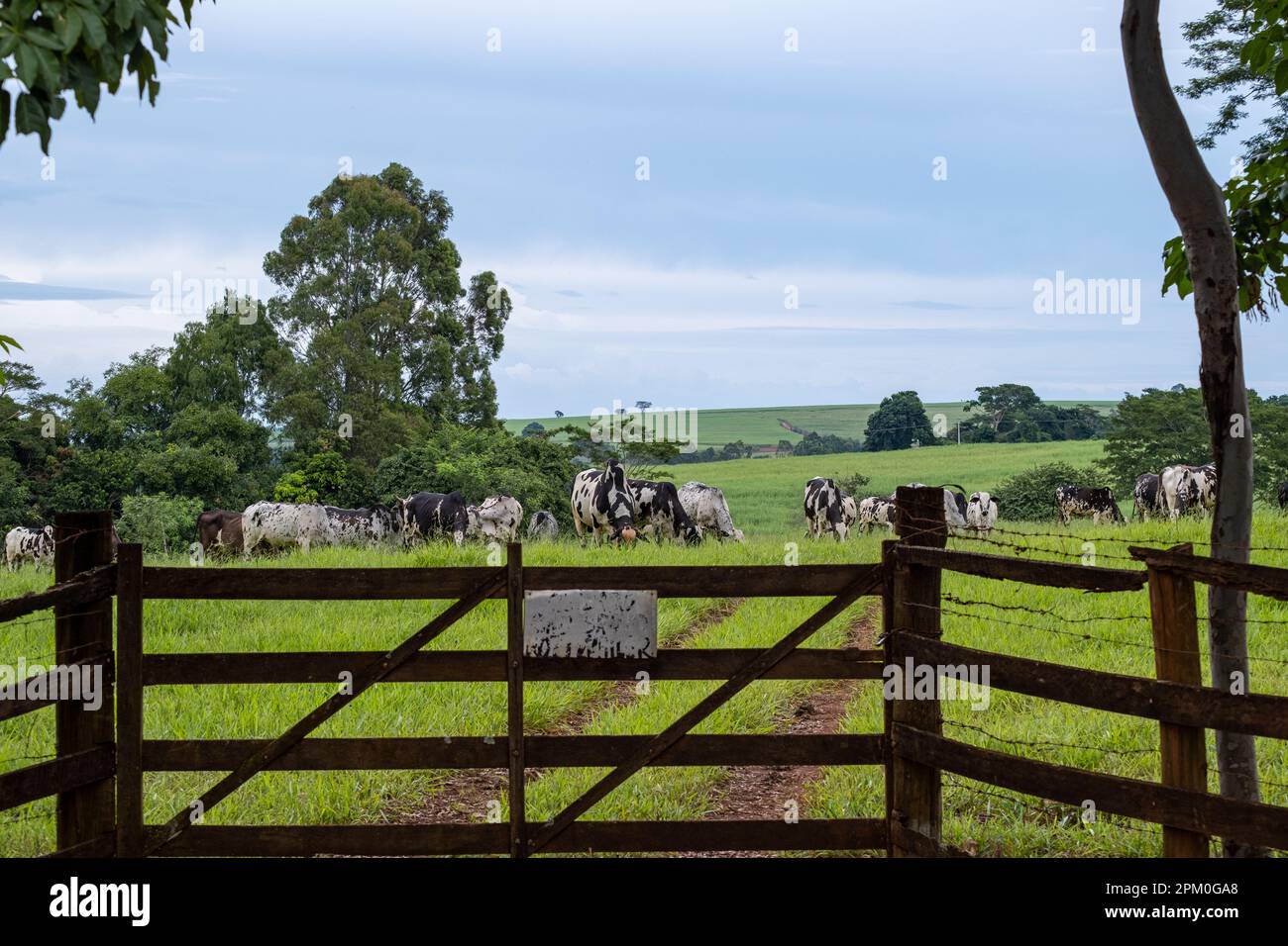 wooden gate and dairy cattle with white and black spots in green ...