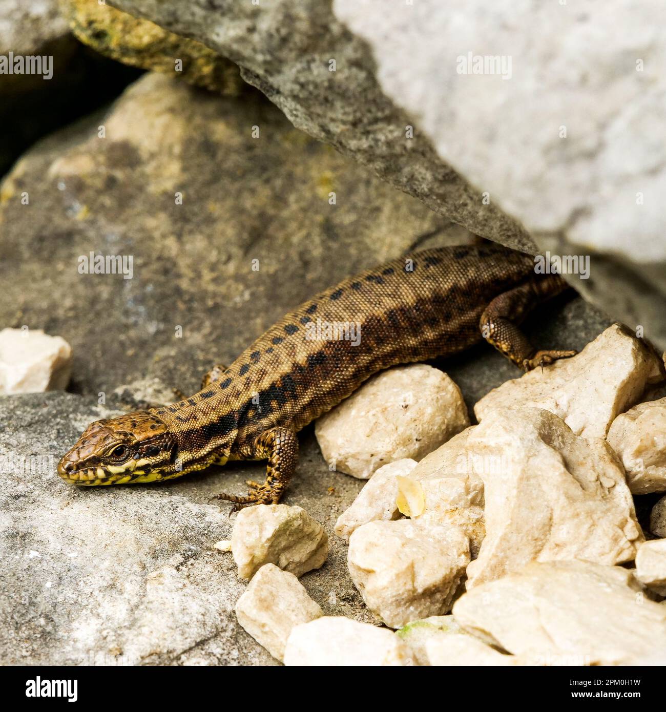 Grey lizard, garden, Bron, France Stock Photo - Alamy
