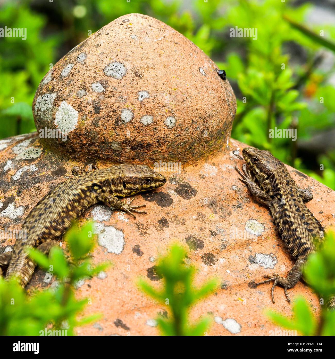 Grey lizards, garden, Bron, France Stock Photo - Alamy