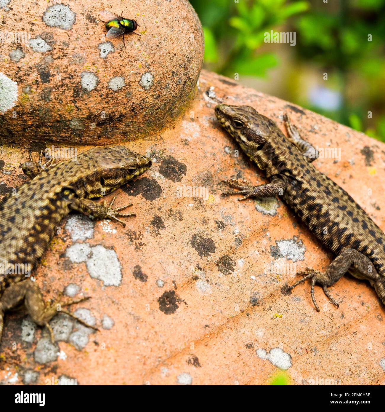 Grey lizards, garden, Bron, France Stock Photo - Alamy