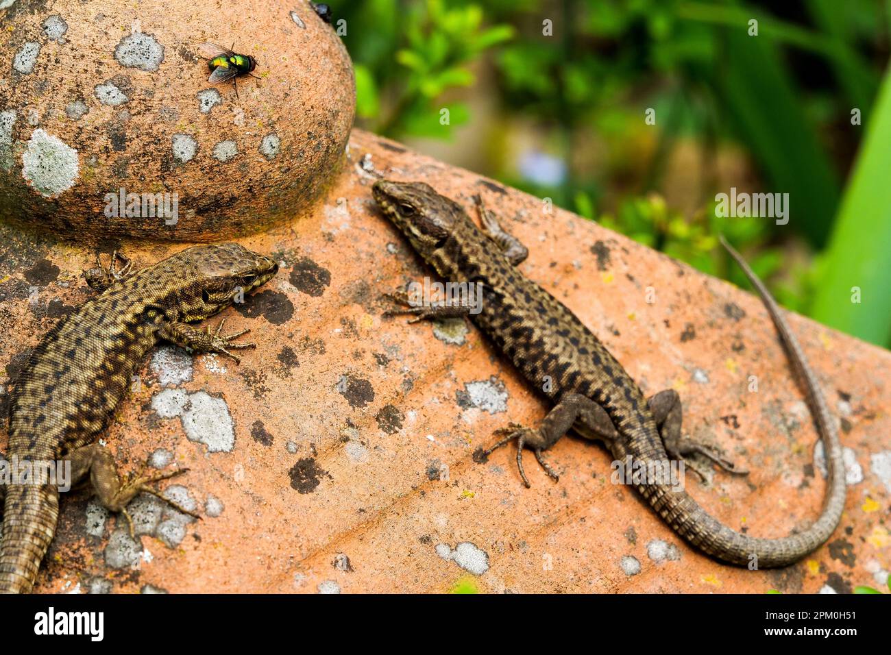 Grey lizards, garden, Bron, France Stock Photo - Alamy