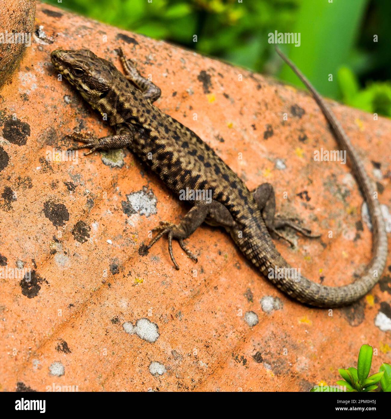 Grey lizard, garden, Bron, France Stock Photo - Alamy
