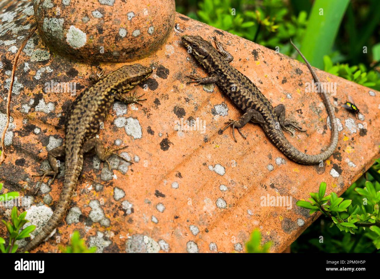 Grey lizards, garden, Bron, France Stock Photo - Alamy