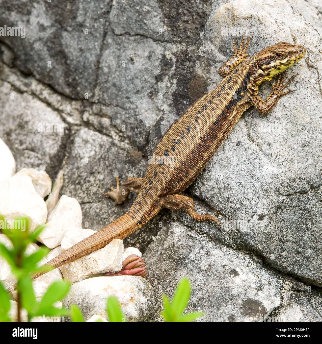 Grey lizard, garden, Bron, France Stock Photo - Alamy