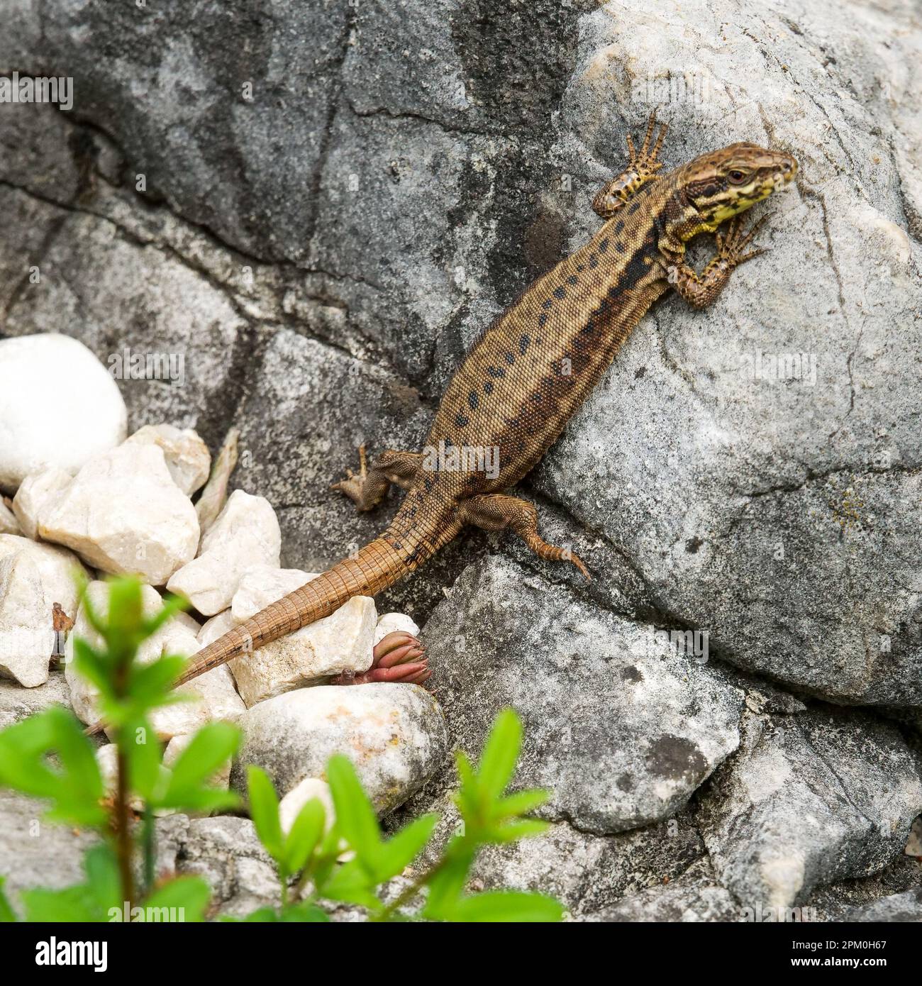 Grey lizard, garden, Bron, France Stock Photo - Alamy