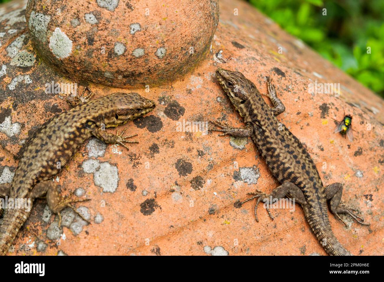 Grey lizards, garden, Bron, France Stock Photo - Alamy